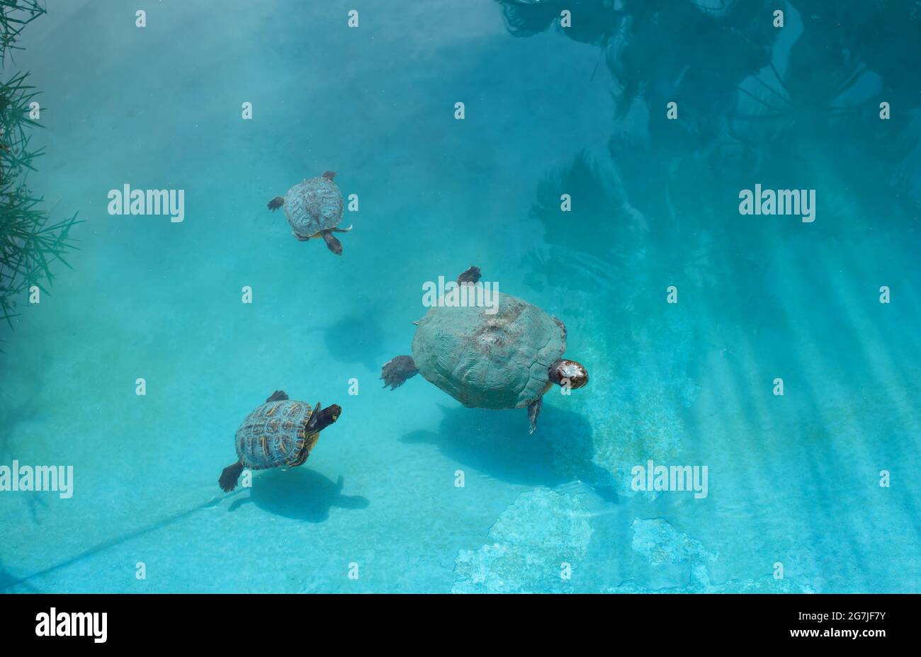Cute baby sea turtle swimming hi-res stock photography and images - Alamy