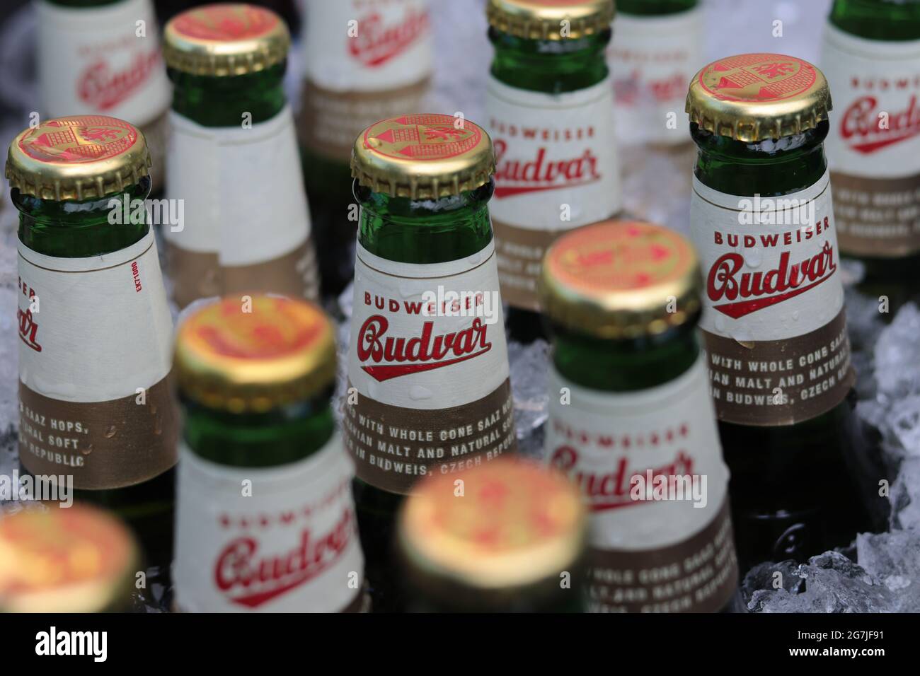 BERLIN, GERMANY - Jun 07, 2021: Bottles of Budweiser Budvar in ice ...