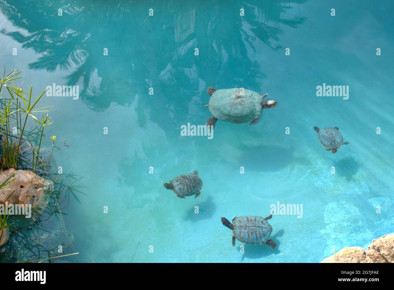 mother turtle swimming in a pond with three baby turtles Stock Photo ...