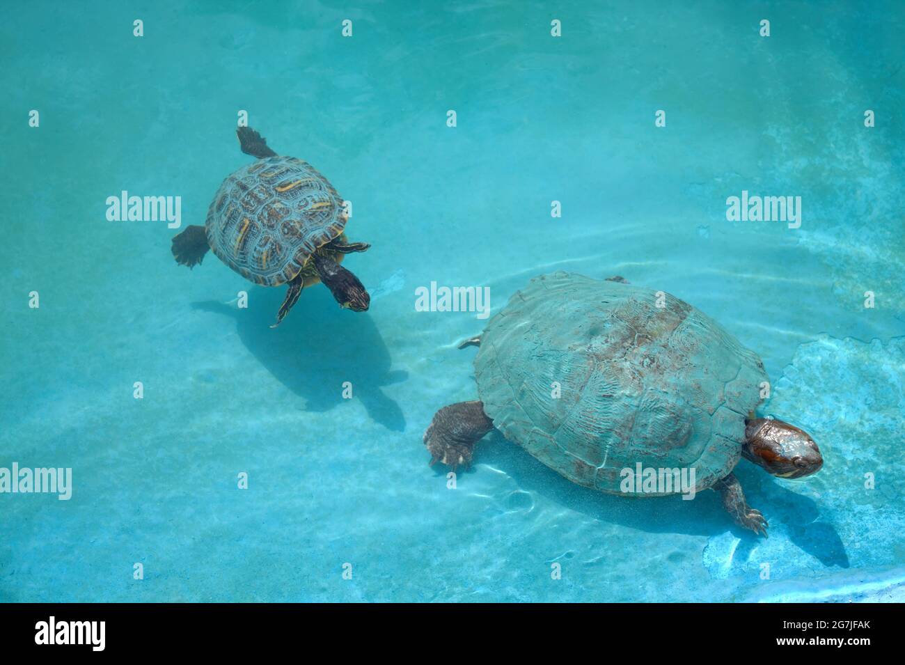 Baby Turtle Swimming Sideways