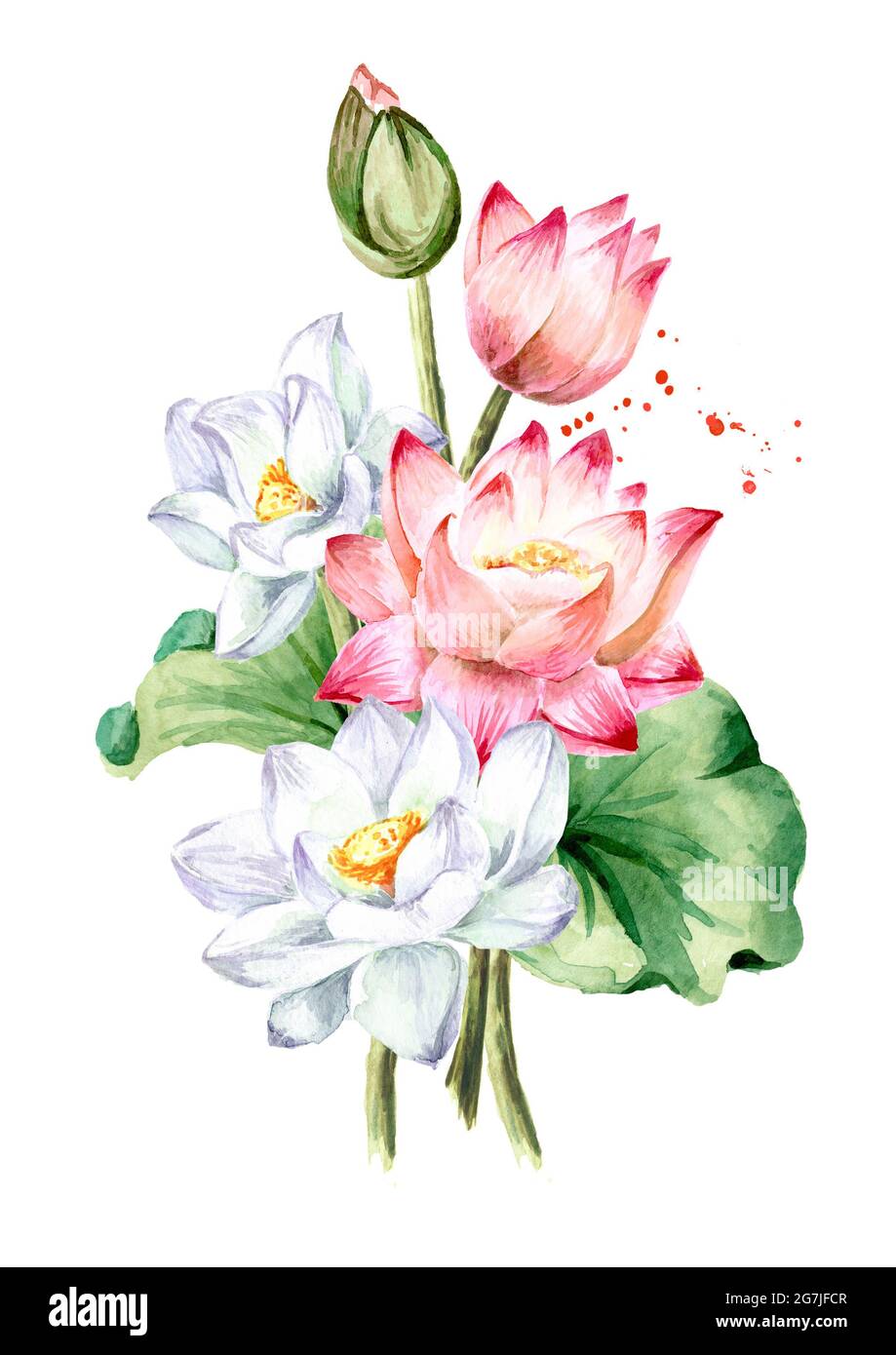Beautiful Lotus Flower Drawing