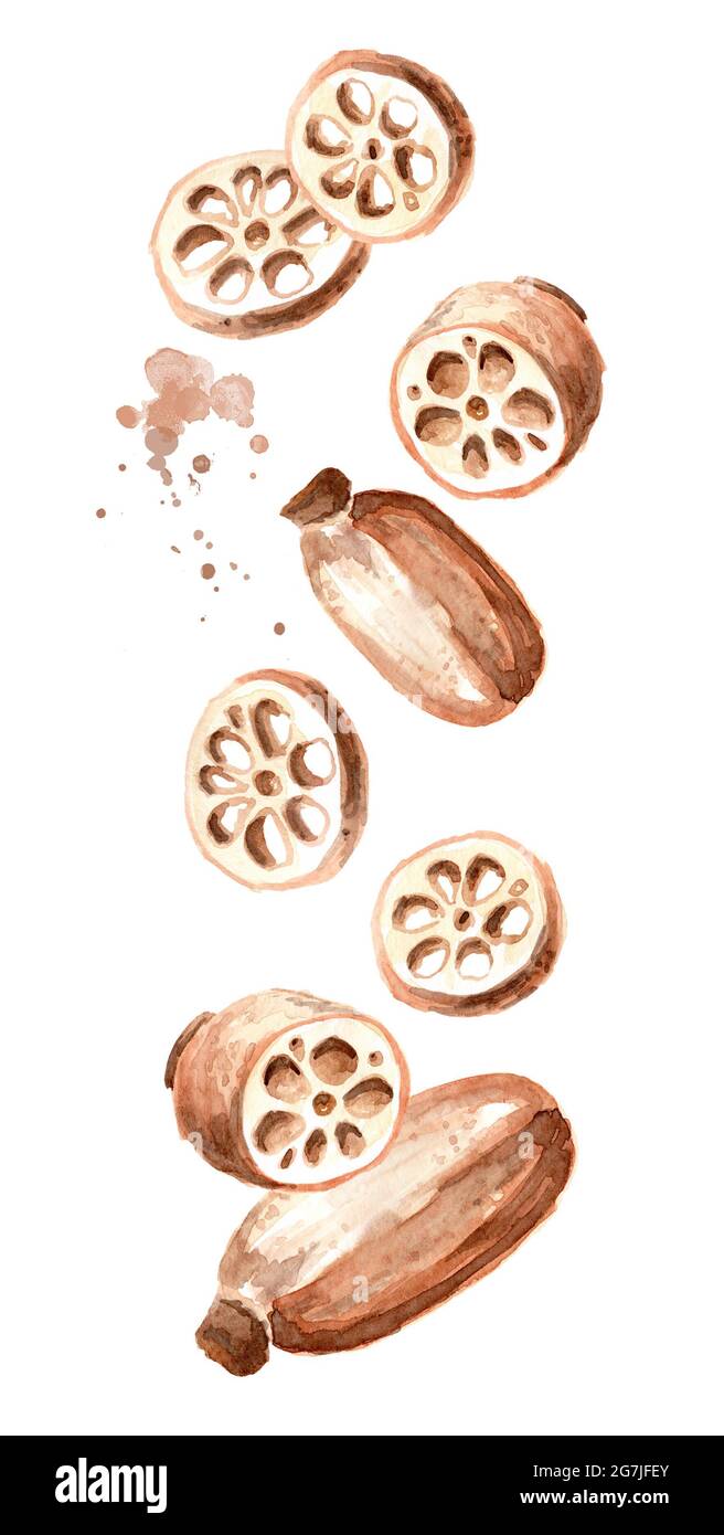 Falling Lotus roots, half and sliced. Hand drawn watercolor ...