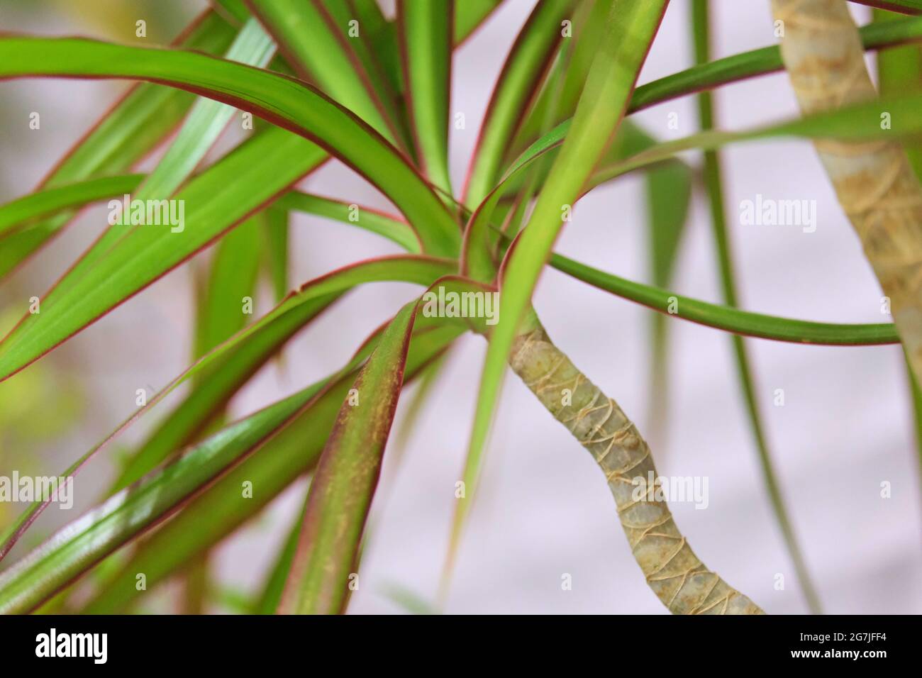 Dracaena trunk and leaves Stock Photo - Alamy