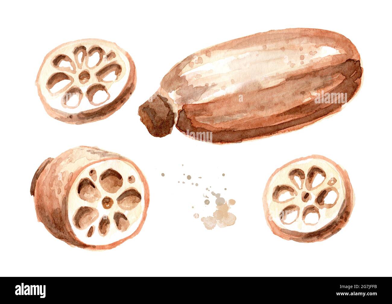 Lotus root set. Hand drawn watercolor illustration, isolated on white ...
