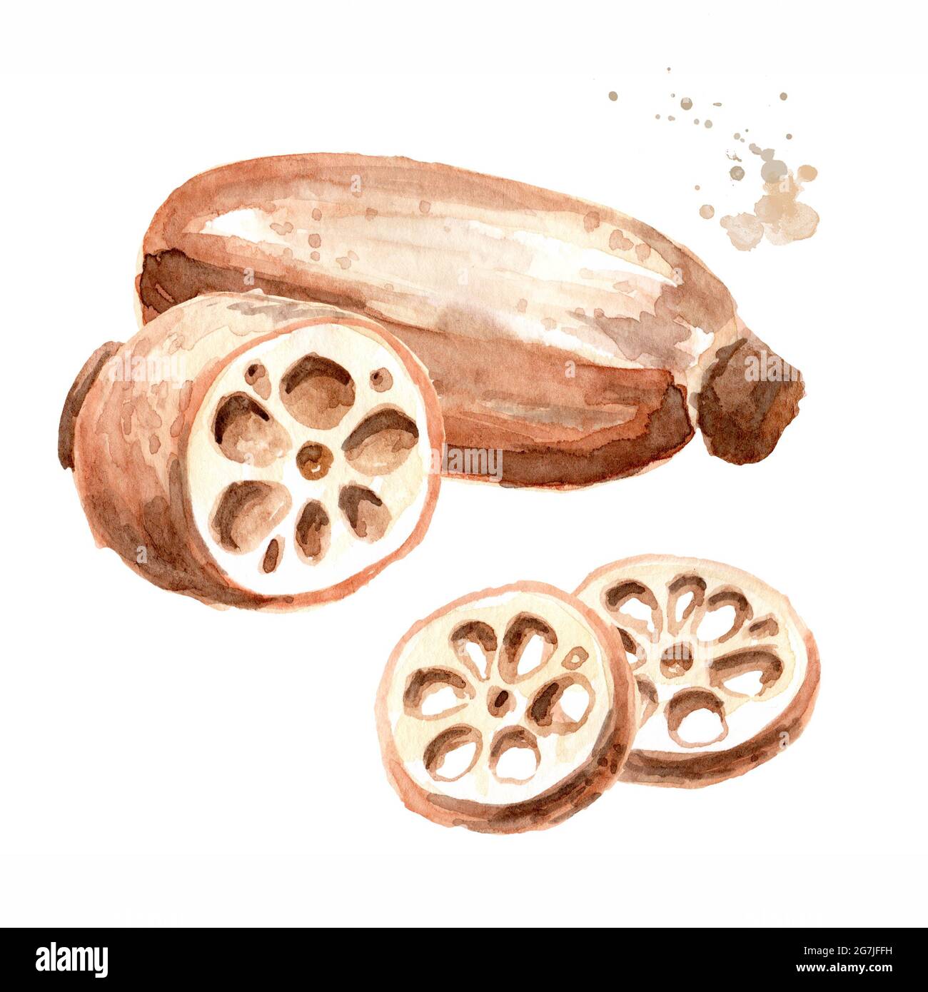 Lotus root, half and sliced. Hand drawn watercolor illustration ...