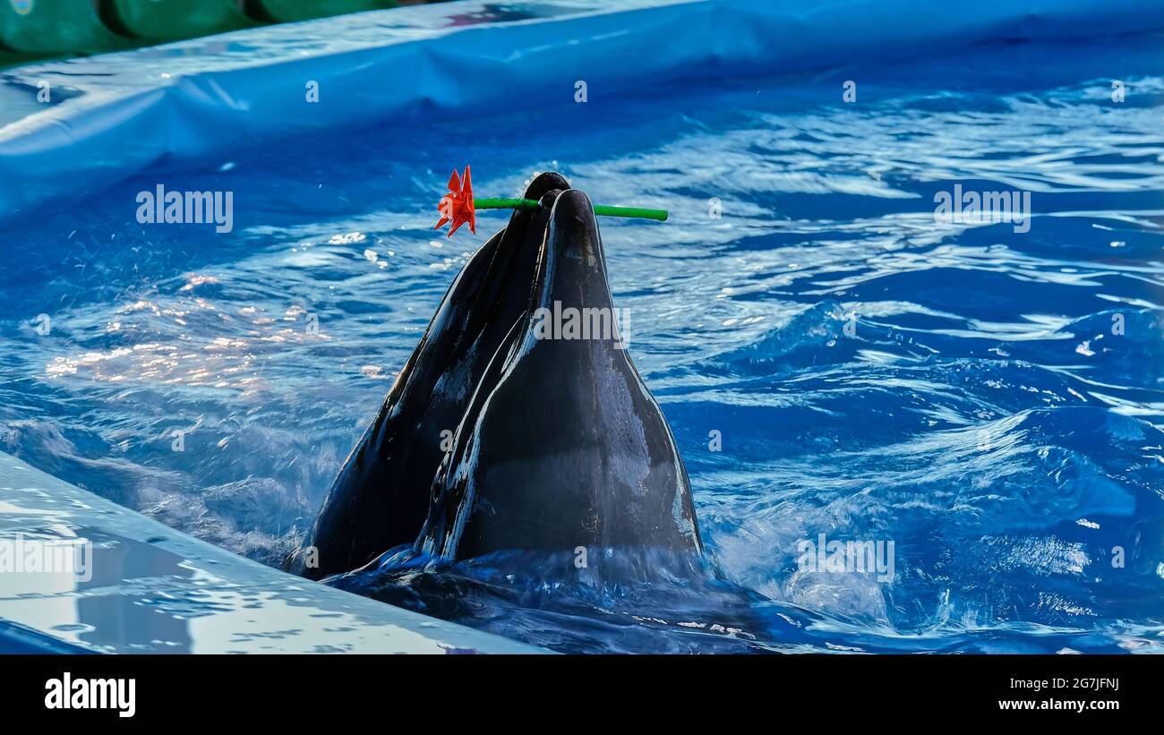 Dolphin pool hi-res stock photography and images - Alamy