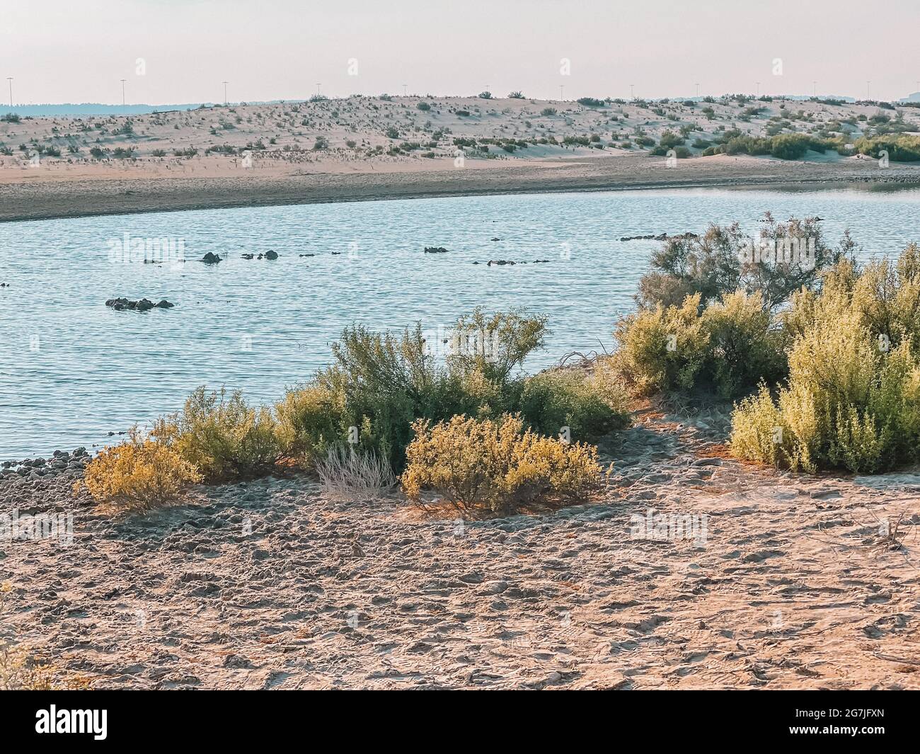 Dessert wild plants and nature | Spectacular Landscape View at Al ...