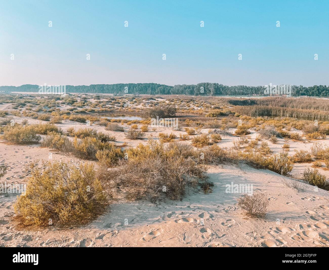 Dessert wild plants and nature | Spectacular Landscape View at Al ...