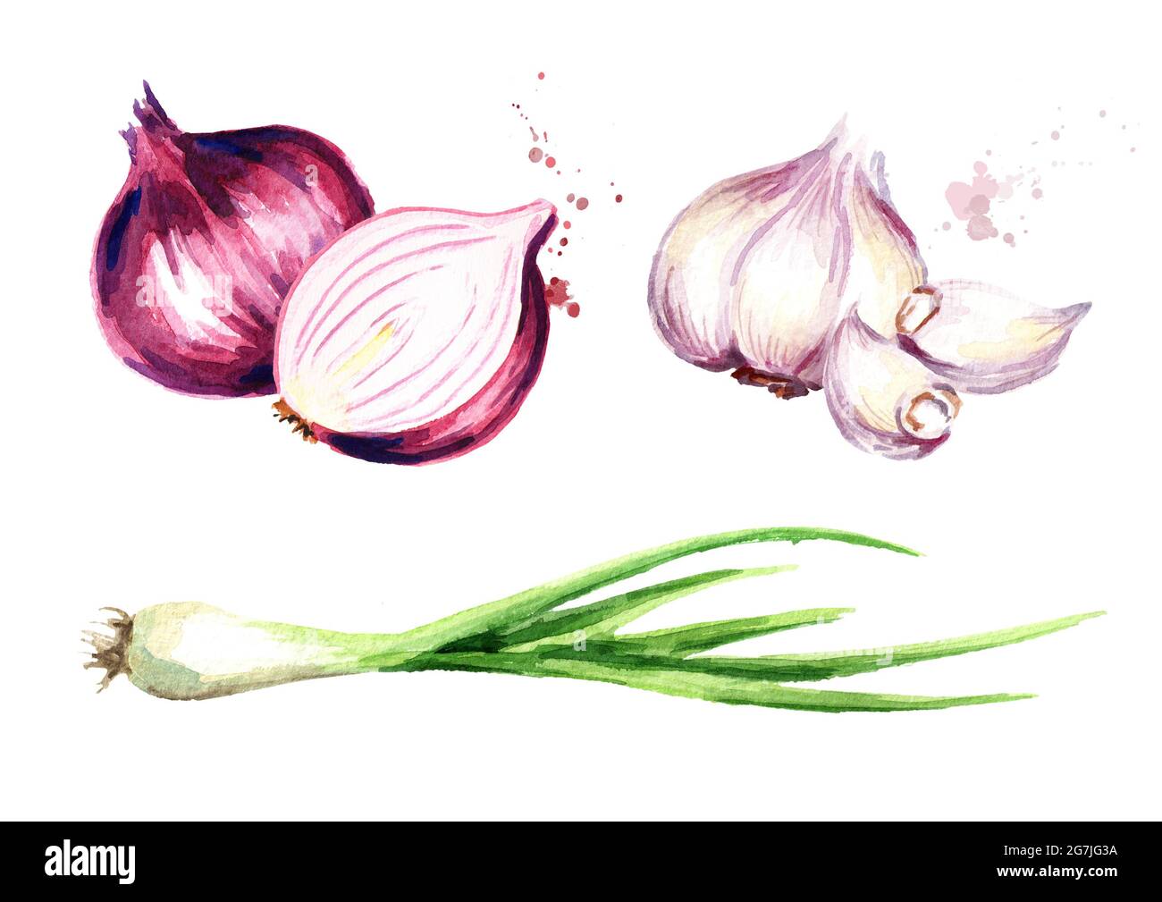 Onion, green chive and garlic set. Watercolor hand drawn illustration ...