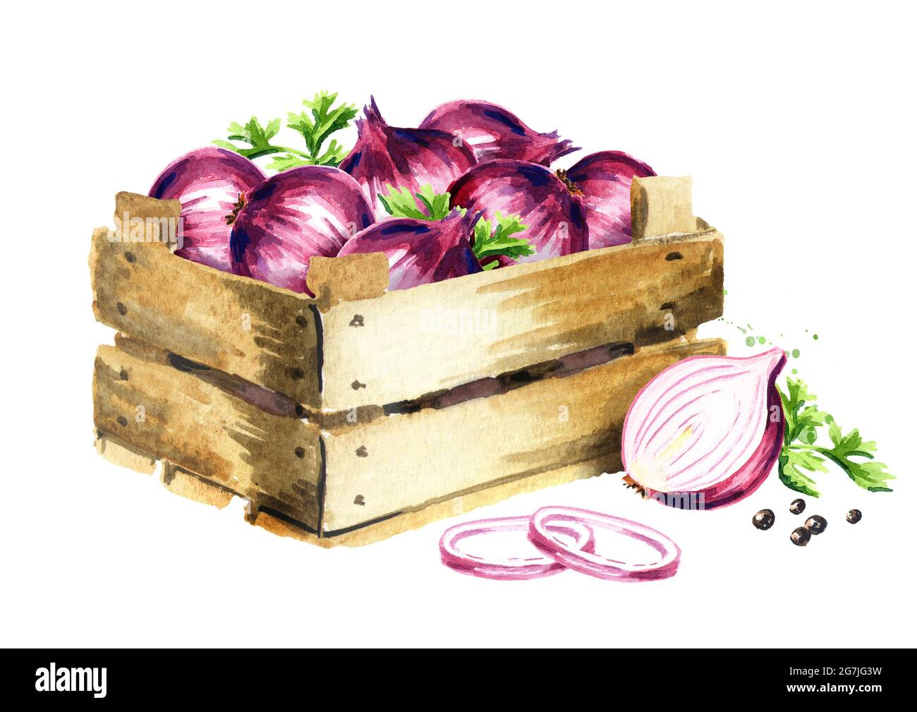 Box with onion. Watercolor hand drawn illustration, isolated on white ...