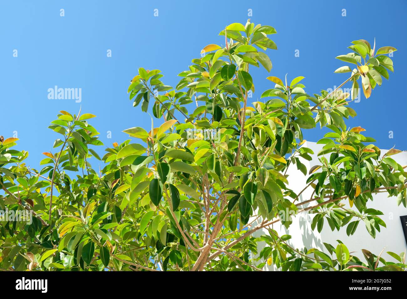 Beautiful deep green rubber tree in front of blue sky in Spain Stock ...