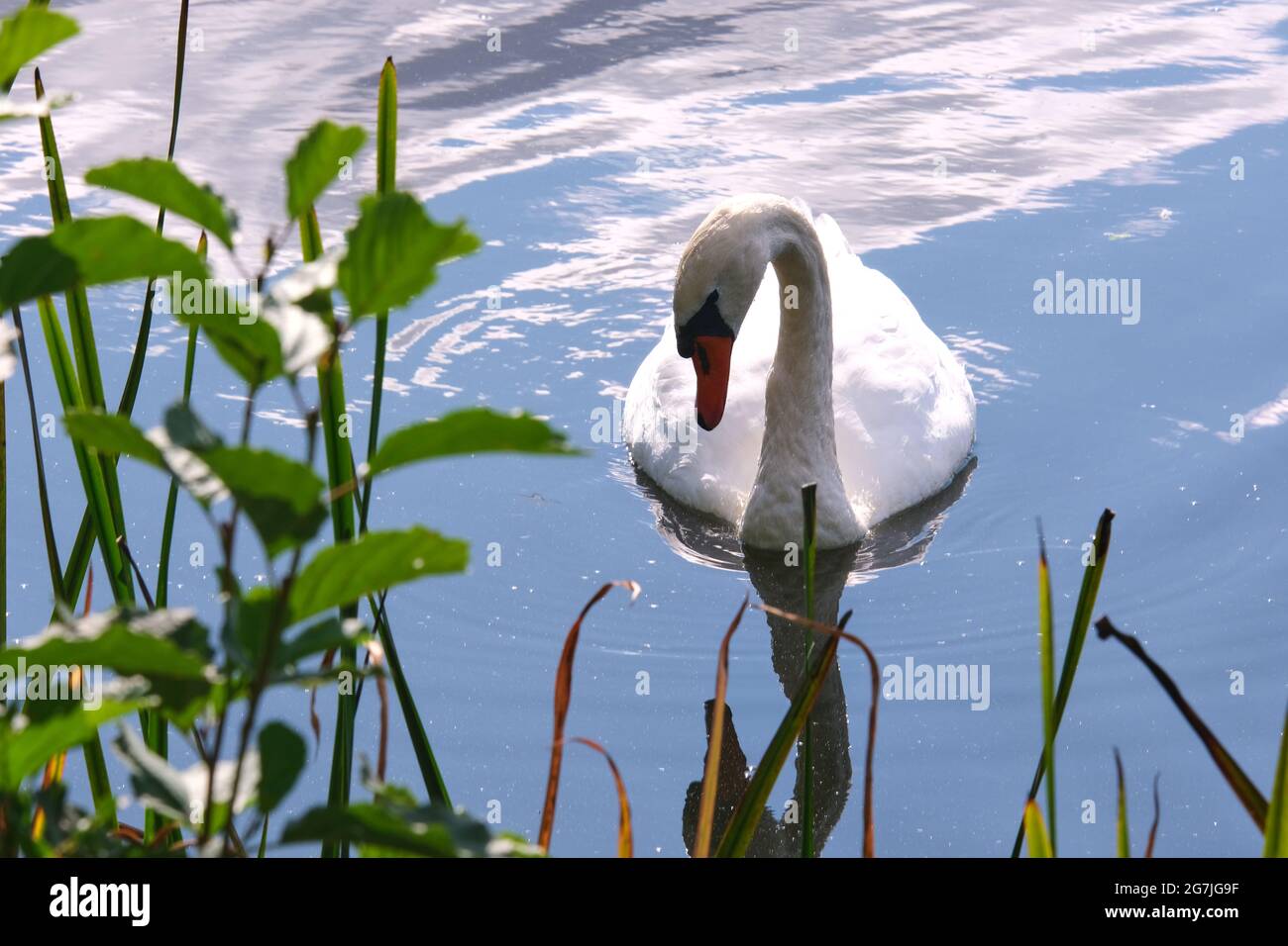 White swan on blue background hi-res stock photography and images - Alamy