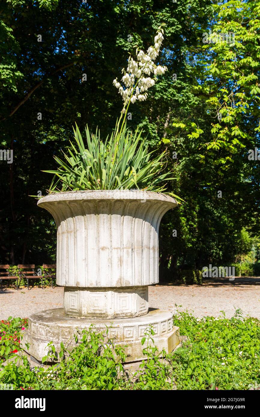 Flowering Adam’s needle and thread Yucca filamentosa in stone flower ...