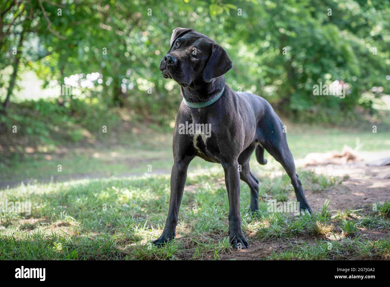 Inquisitive black labrador standing with its head tilted Stock Photo ...