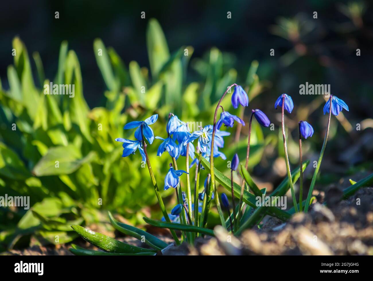 Blue first spring flowers of the Scilla Squill plant blooming in a ...