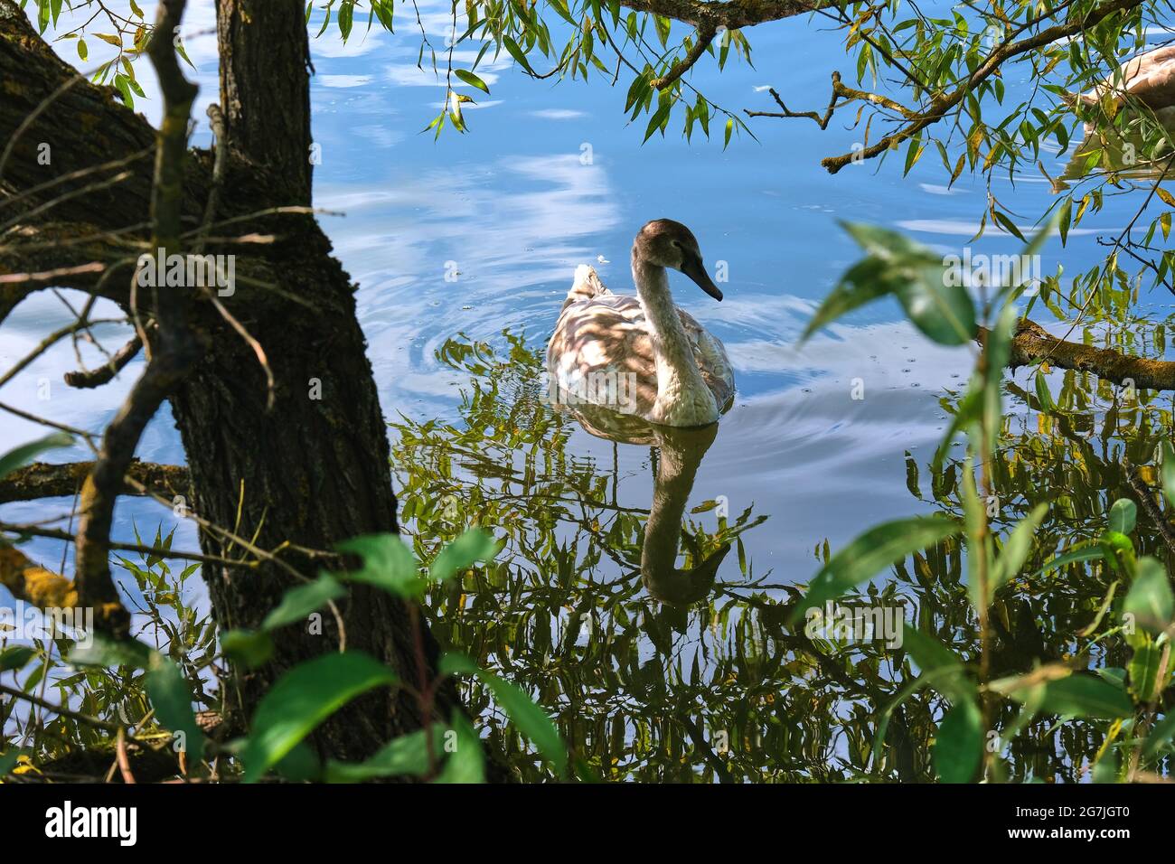 Gray swan behind a tree in the bushes Stock Photo - Alamy