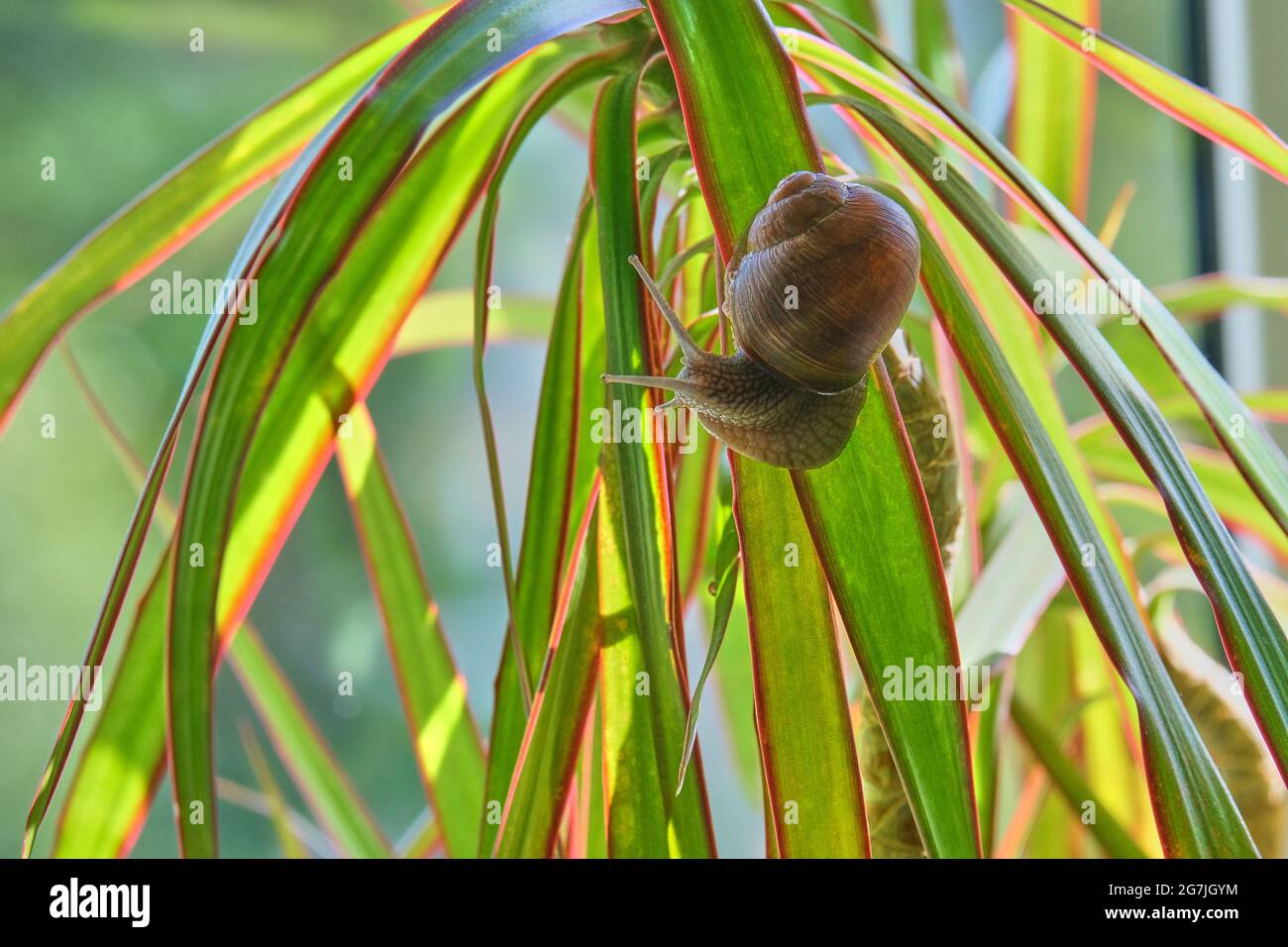 One snail hi-res stock photography and images - Alamy