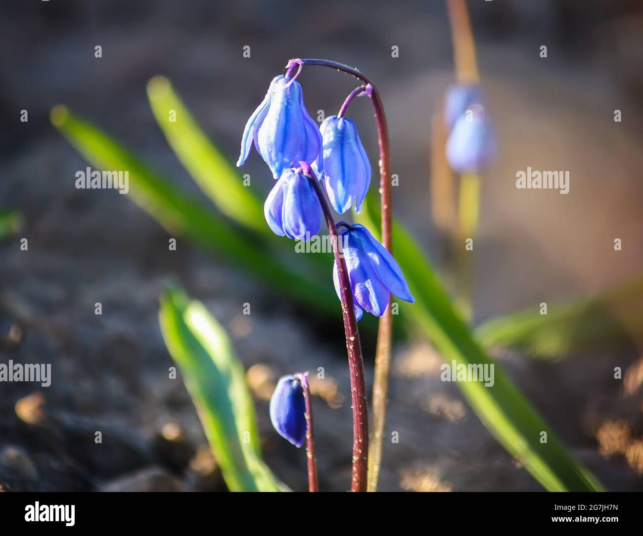 Blue first spring flowers of the Scilla Squill plant blooming in a ...