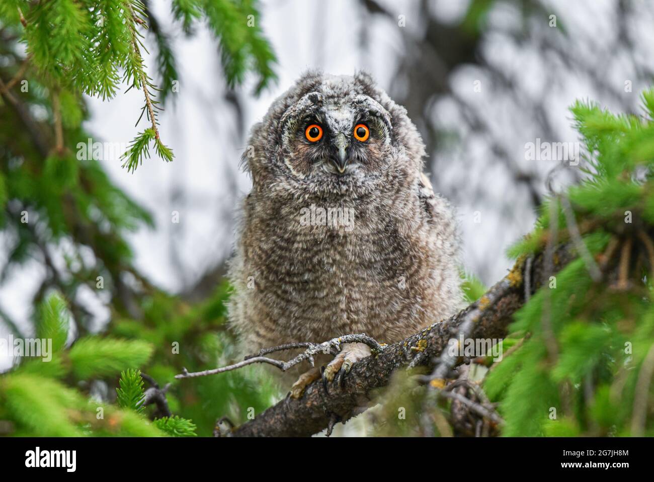 Big eyes tree hi-res stock photography and images - Alamy