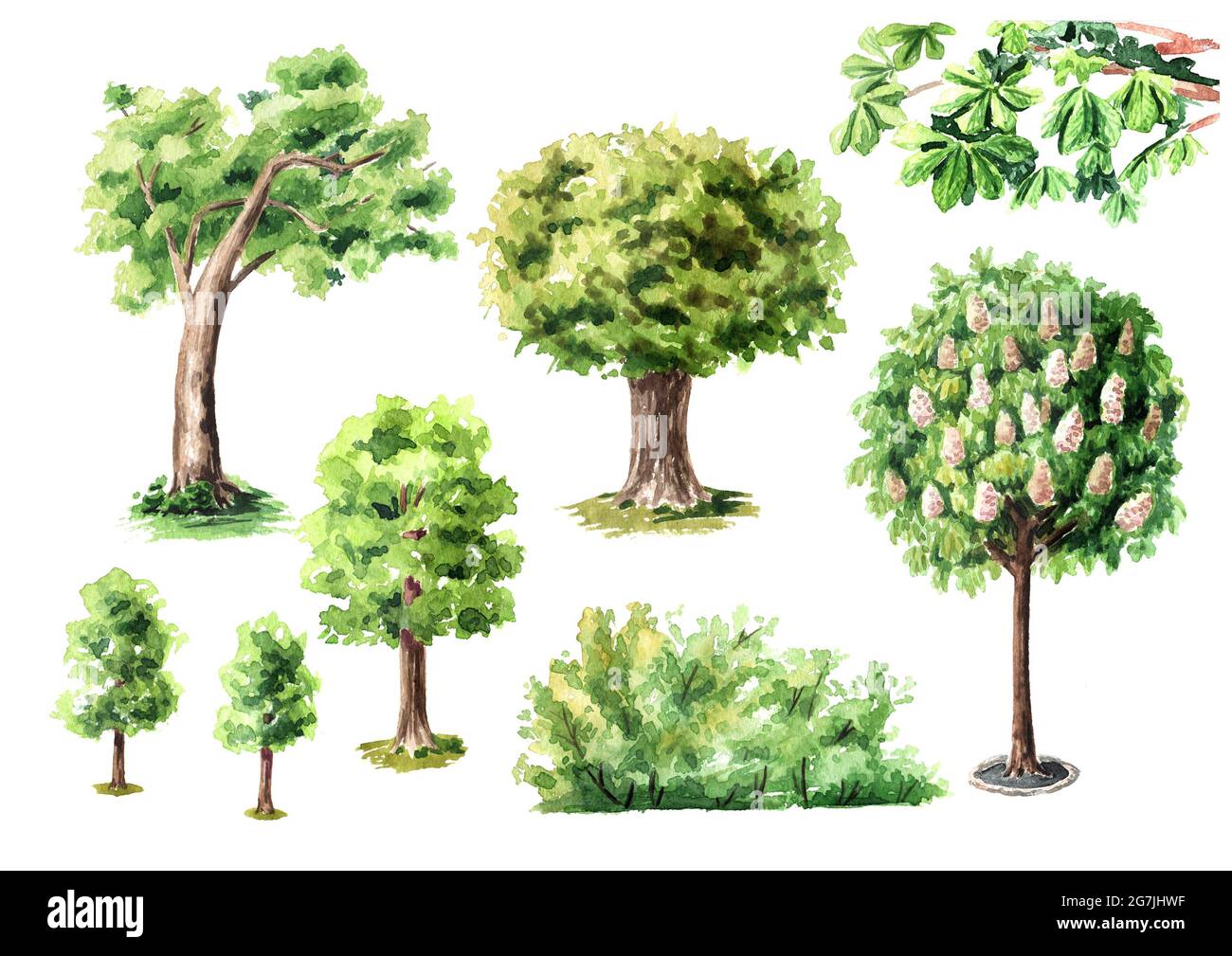 Urban trees set, Watercolor hand drawn illustration isolated on white ...
