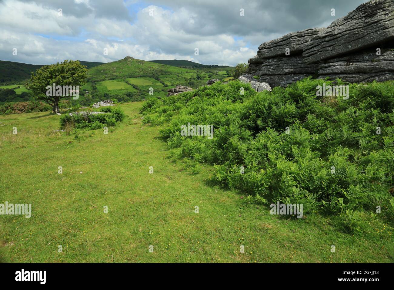 Summer view Bench tor towards Sharp tor, Dartmoor National Park, Devon ...