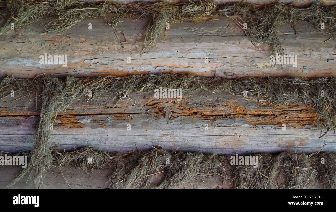 Surface of old log hi-res stock photography and images - Alamy
