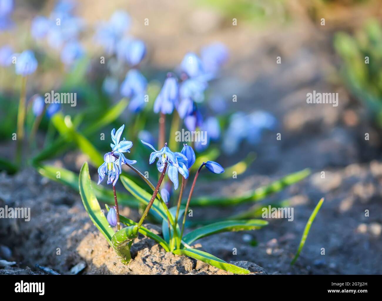 Blue first spring flowers of the Scilla Squill plant blooming in a ...