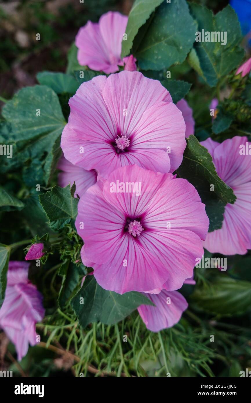 rose mallow Lavatera trimestris also known as tree mallow annual mallow ...