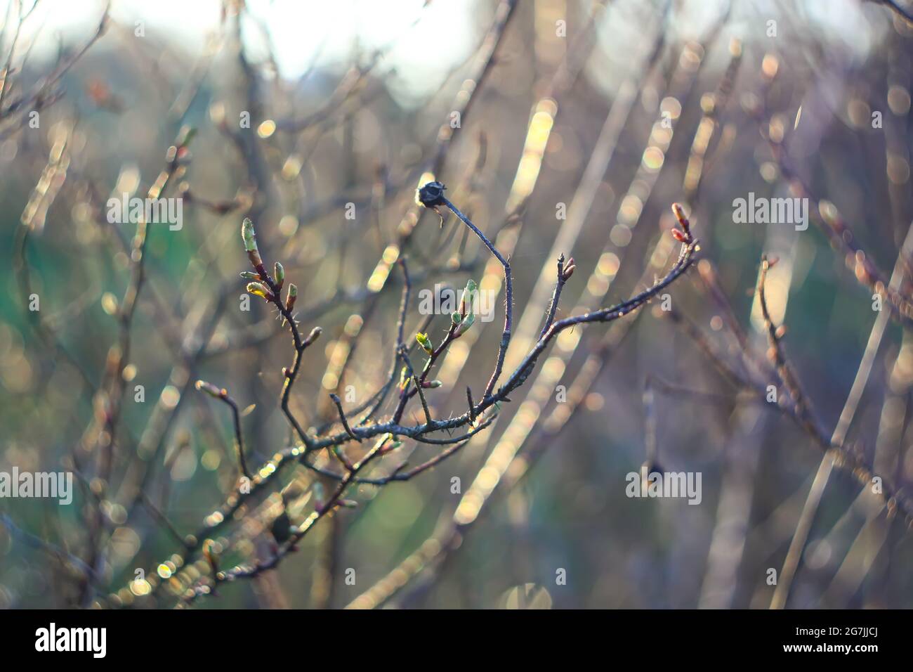 First spring buds hi-res stock photography and images - Alamy