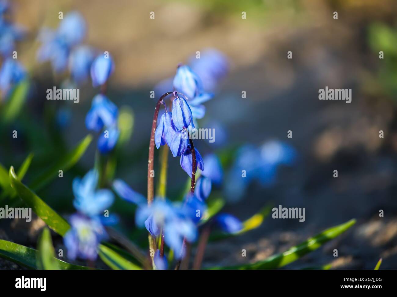 Blue first spring flowers of the Scilla Squill plant blooming in a ...