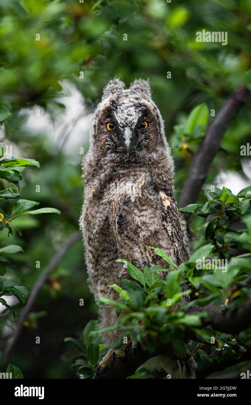 Baby owls hi-res stock photography and images - Alamy