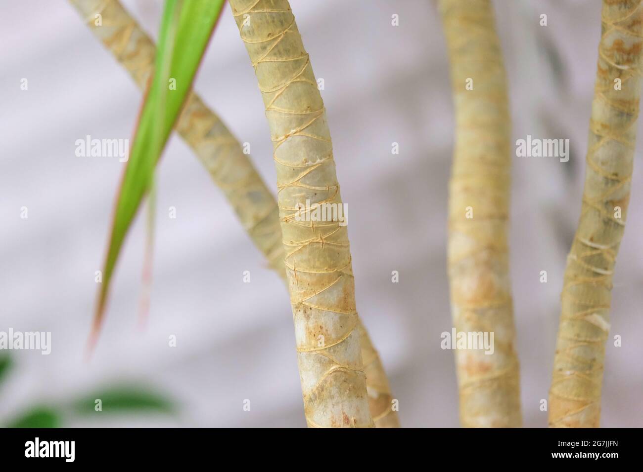 Dracaena plant with fresh leaves hi-res stock photography and images ...