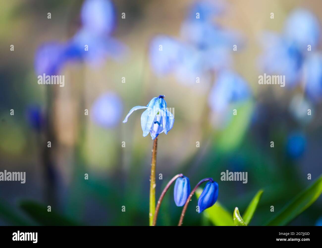 Blue first spring flowers of the Scilla Squill plant blooming in a ...