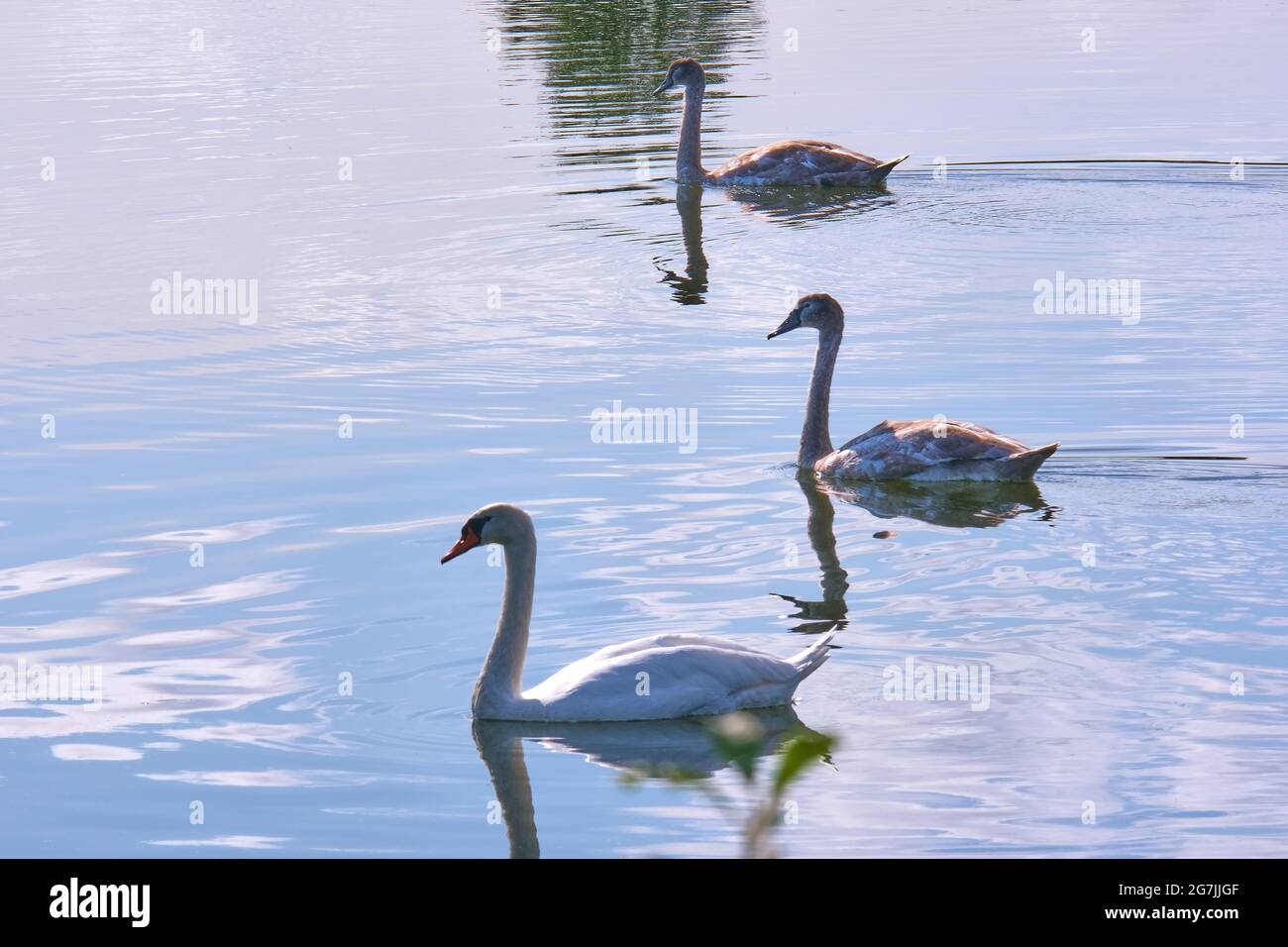 Three Young Swans High Resolution Stock Photography and Images - Alamy