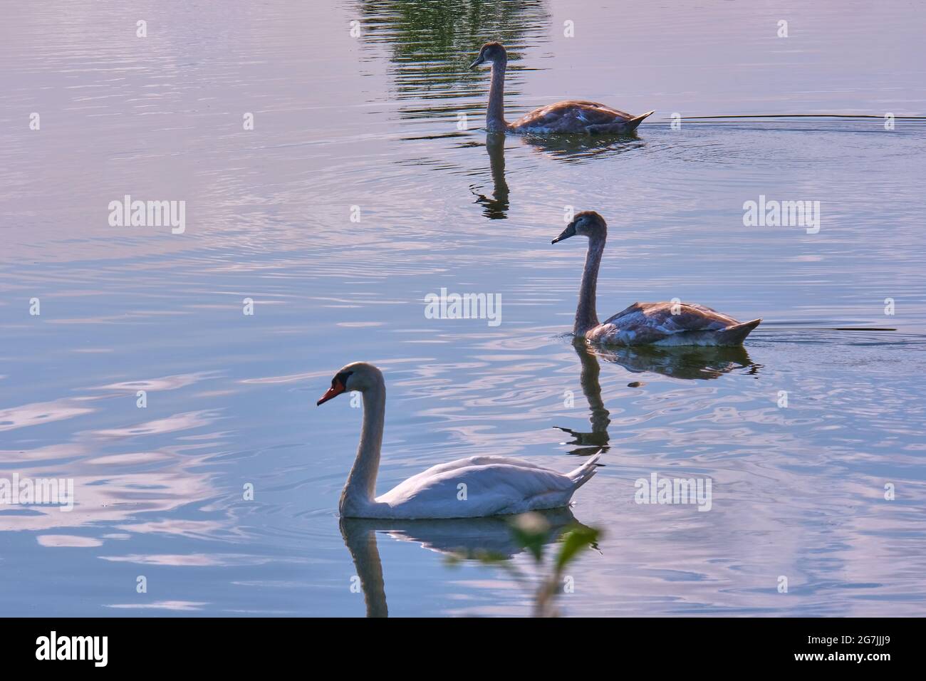 Three Young Swans High Resolution Stock Photography and Images - Alamy