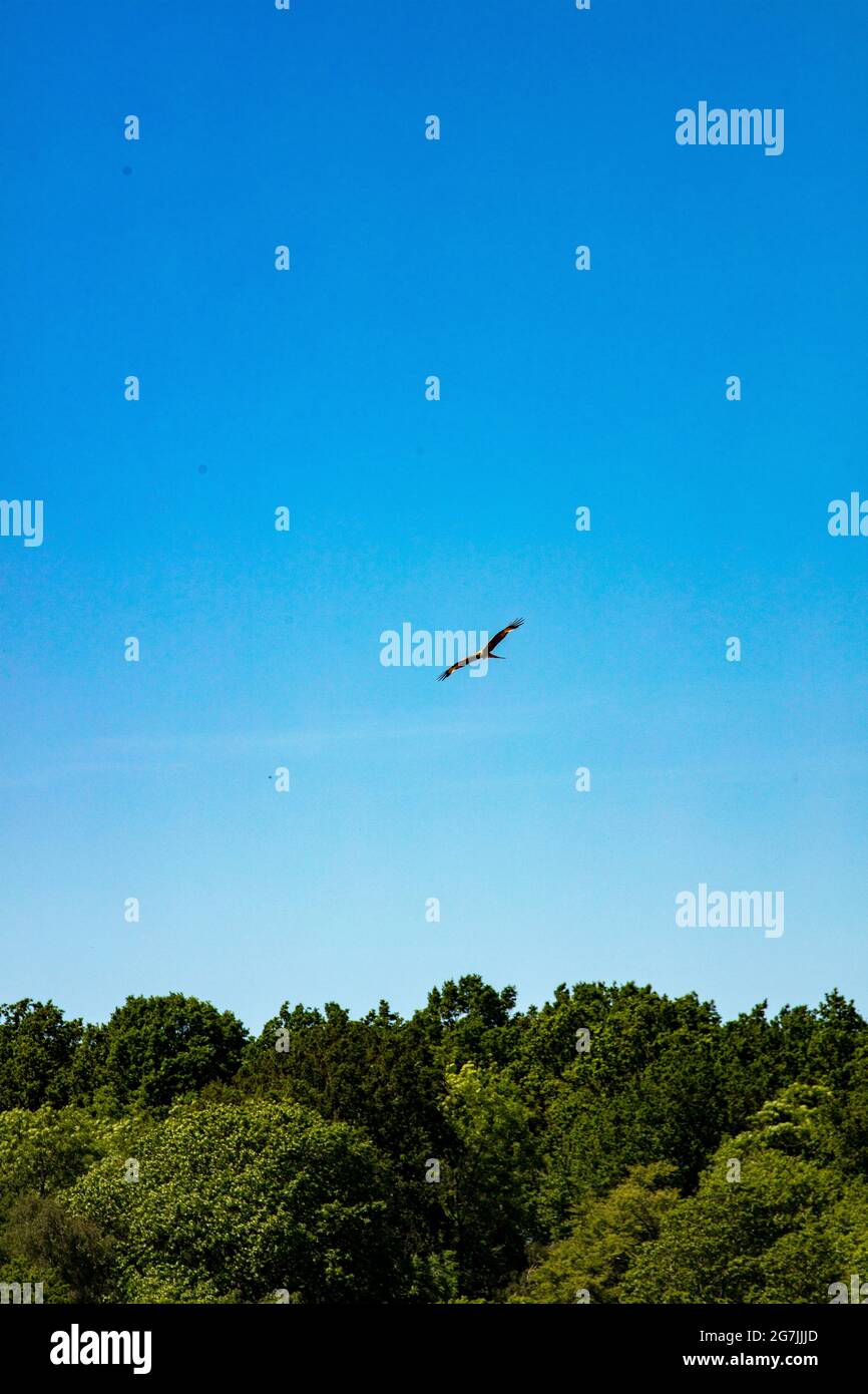 'Free as a bird' represented by single bird soaring in a blue sky ...