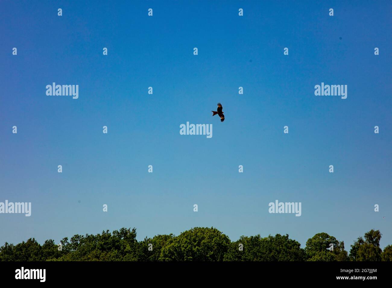 'Free as a bird' represented by single bird soaring in a blue sky ...