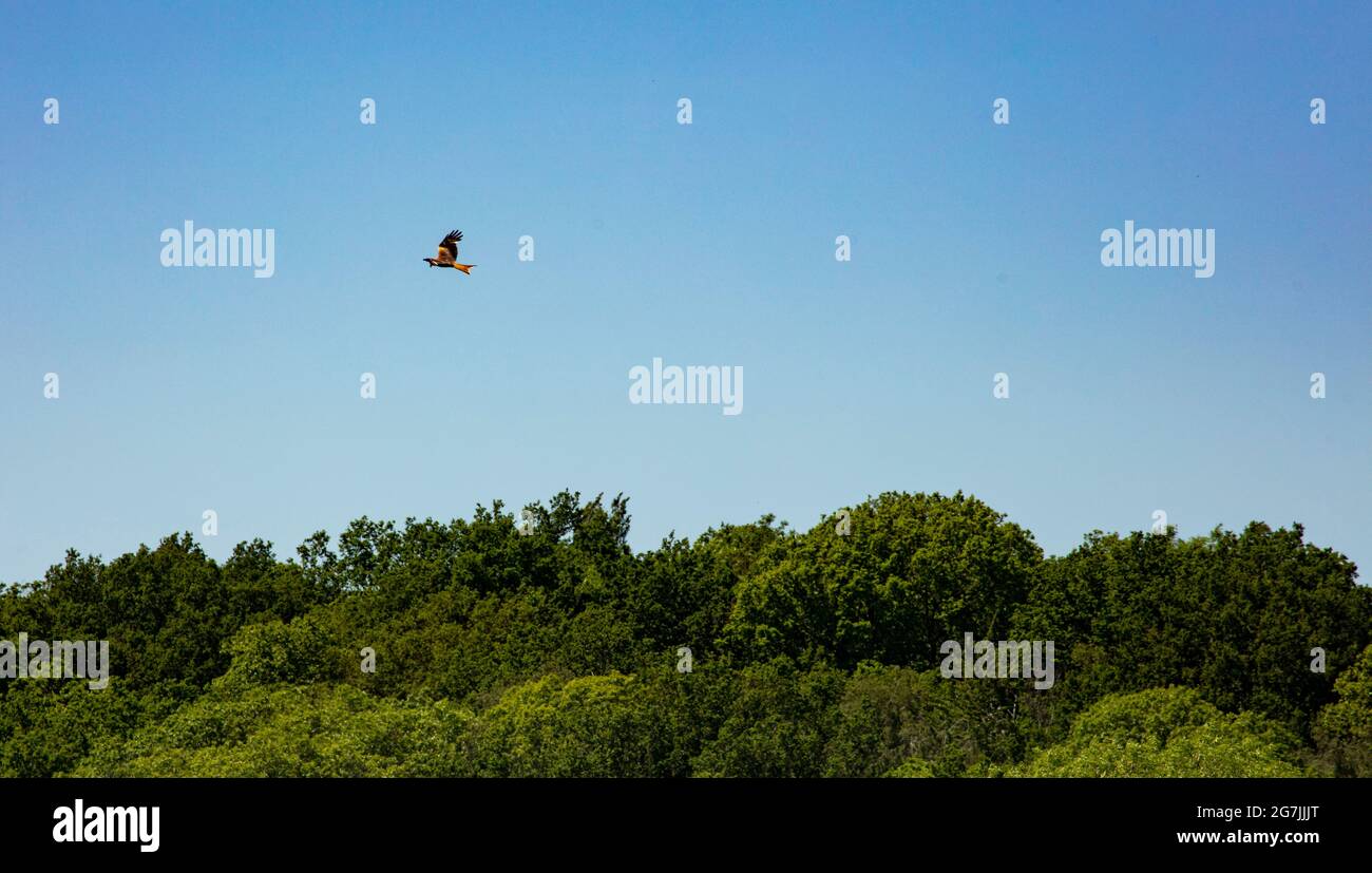 'Free as a bird' represented by single bird soaring in a blue sky ...