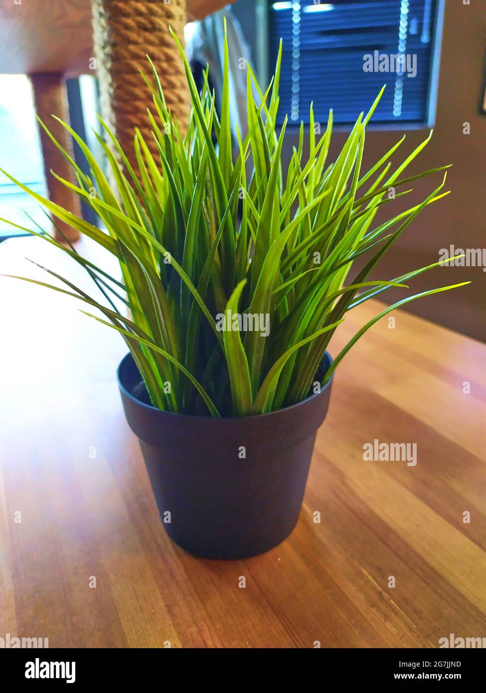 Green grass pot decoration hi-res stock photography and images - Alamy