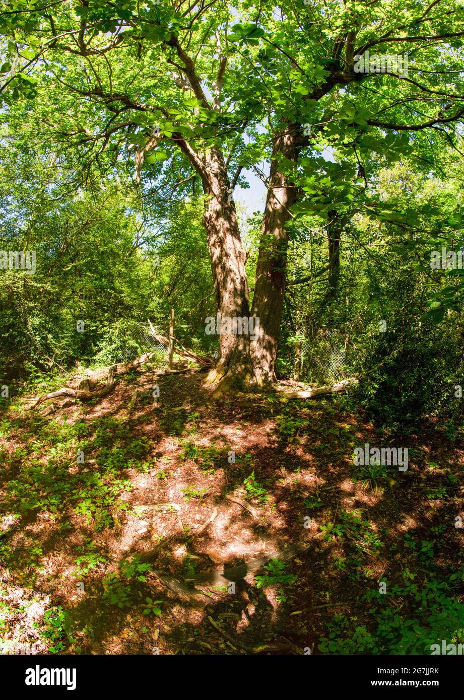 'Well-being', large tree in woodland opening with mottled sunshine and ...