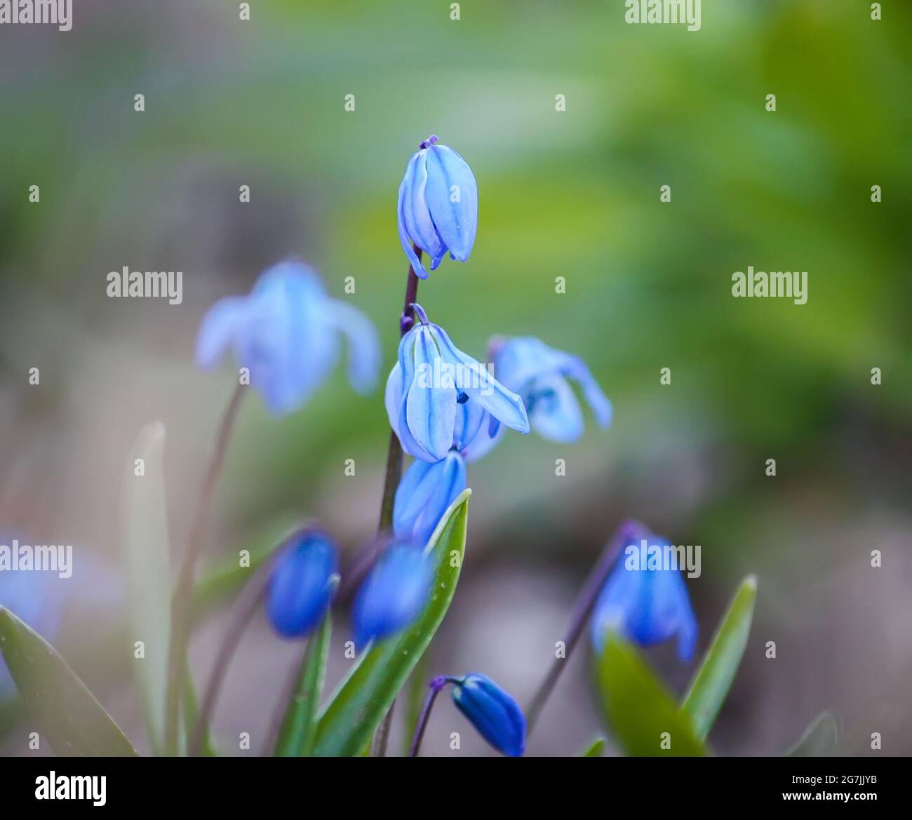 Blue first spring flowers of the Scilla Squill plant blooming in a ...