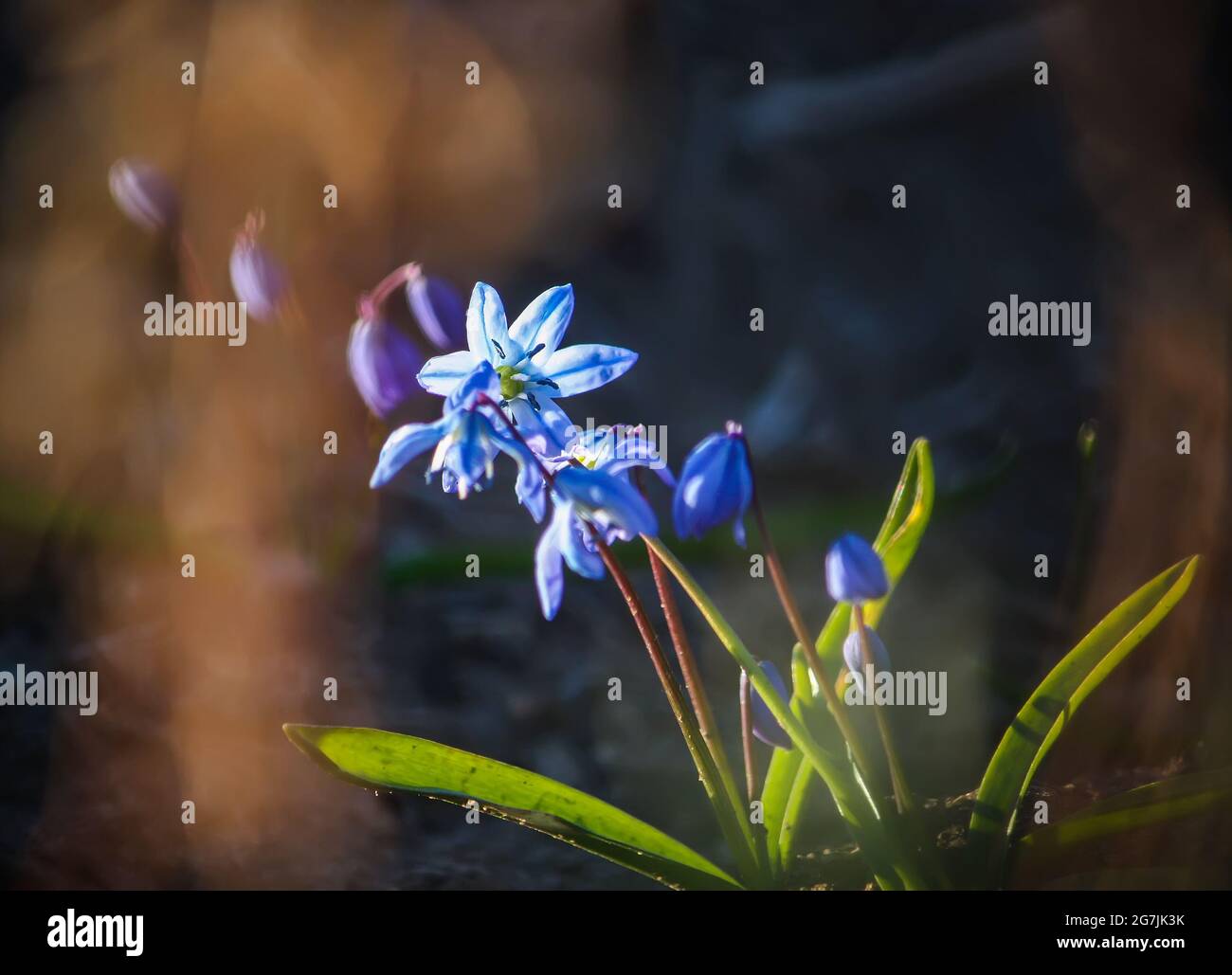Blue first spring flowers of the Scilla Squill plant blooming in a ...