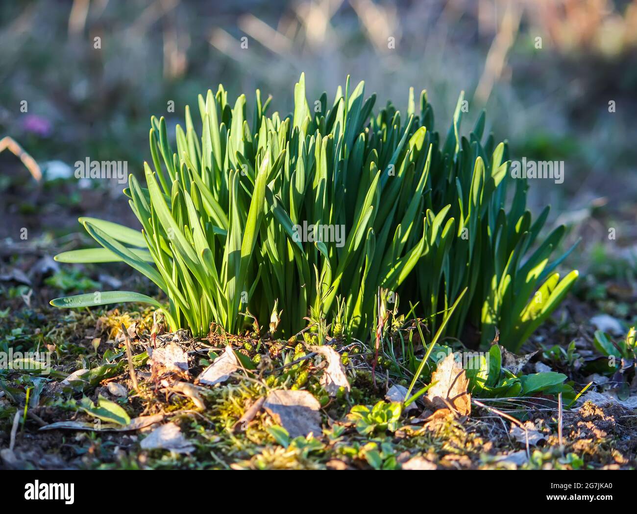 Young plants of daffodils or narcissus flowers growing in spring garden ...