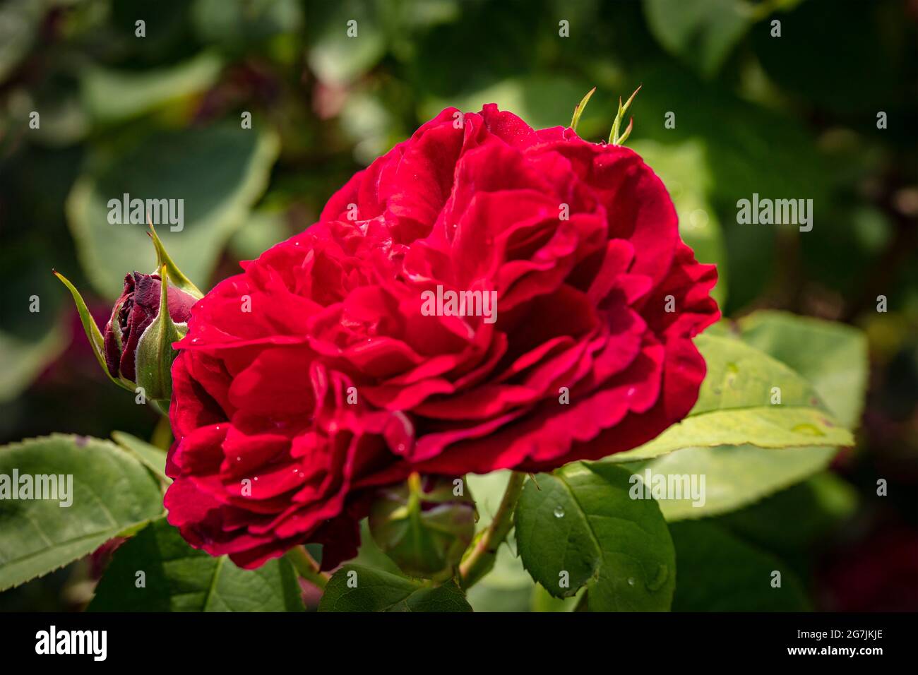 Auscrim rose hi-res stock photography and images - Alamy