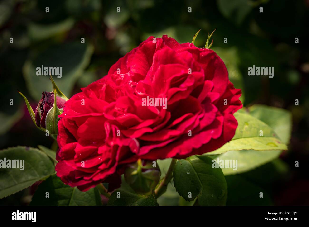 Auscrim rose hi-res stock photography and images - Alamy