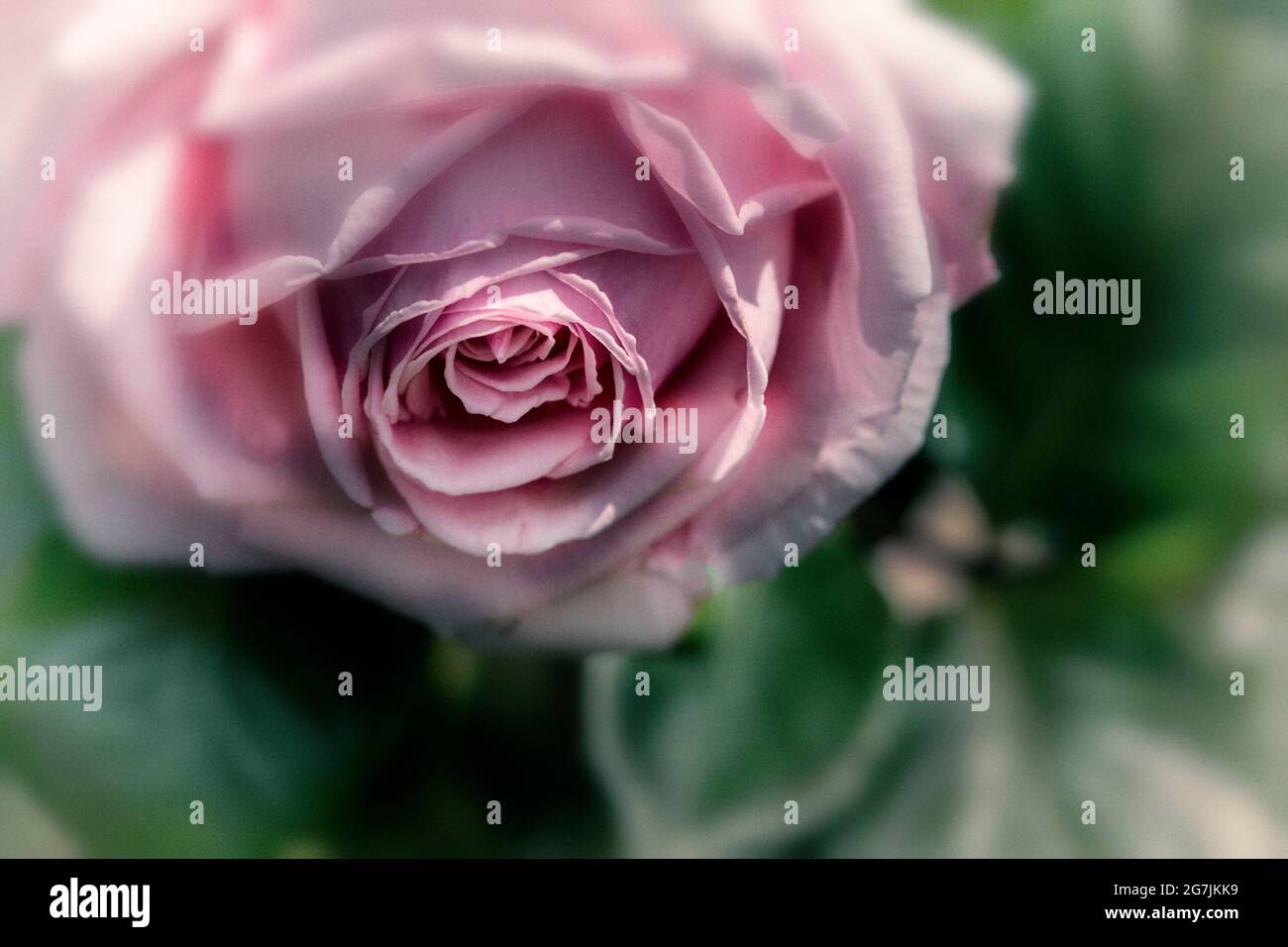 Fragrant in pink Rosa Helen Robinson = ‘Harlevel’, rose ‘Helen Robinson ...