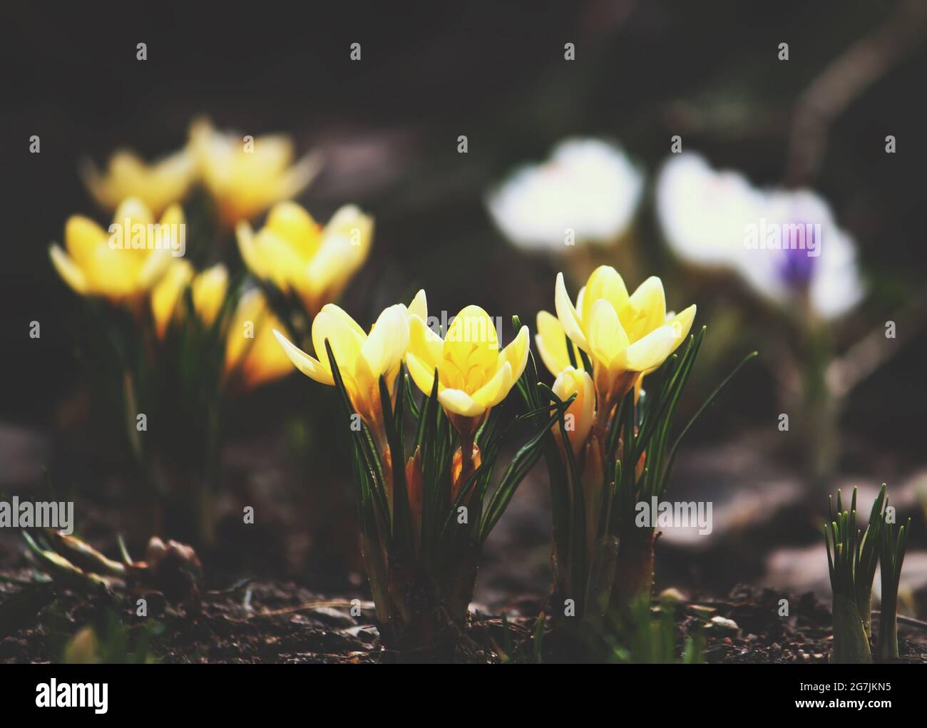 Summer nature details Stock Photo - Alamy