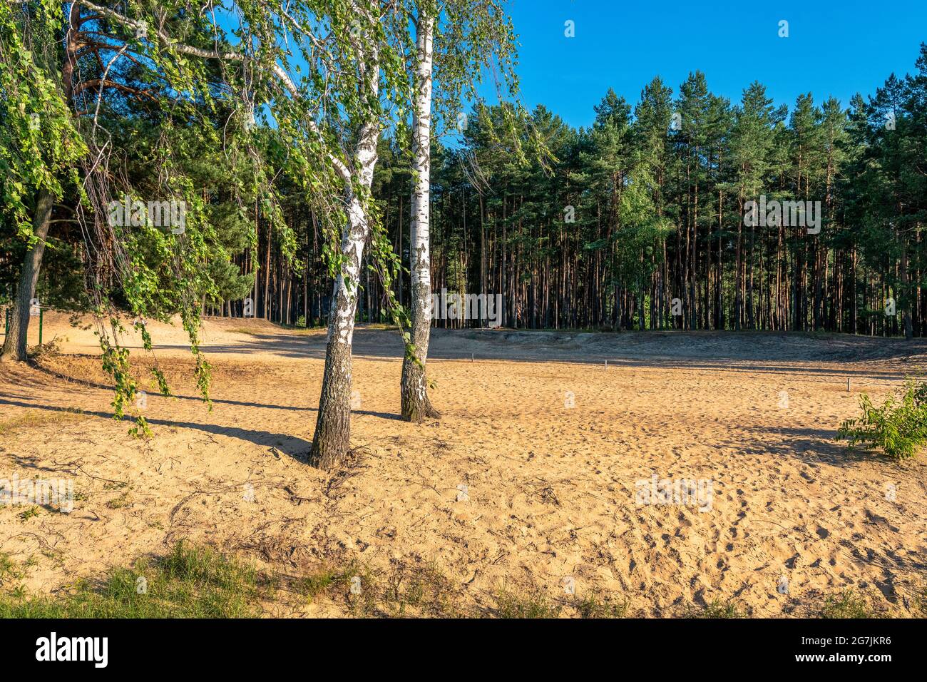Beautiful beach pine trees hi-res stock photography and images - Alamy