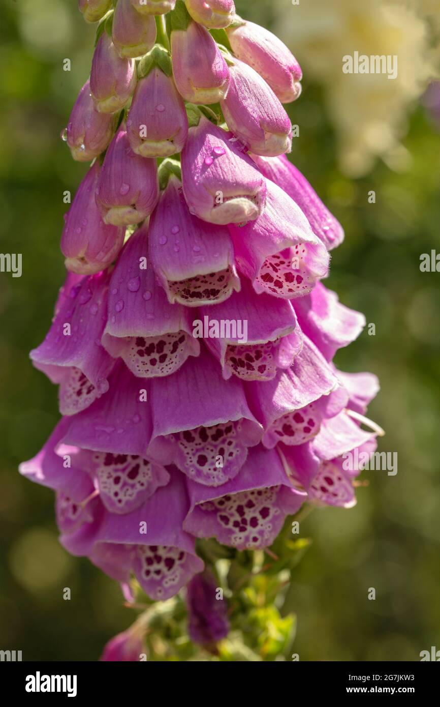 Massed foxgloves, Digitalis purpurea in a wider landscape setting in ...