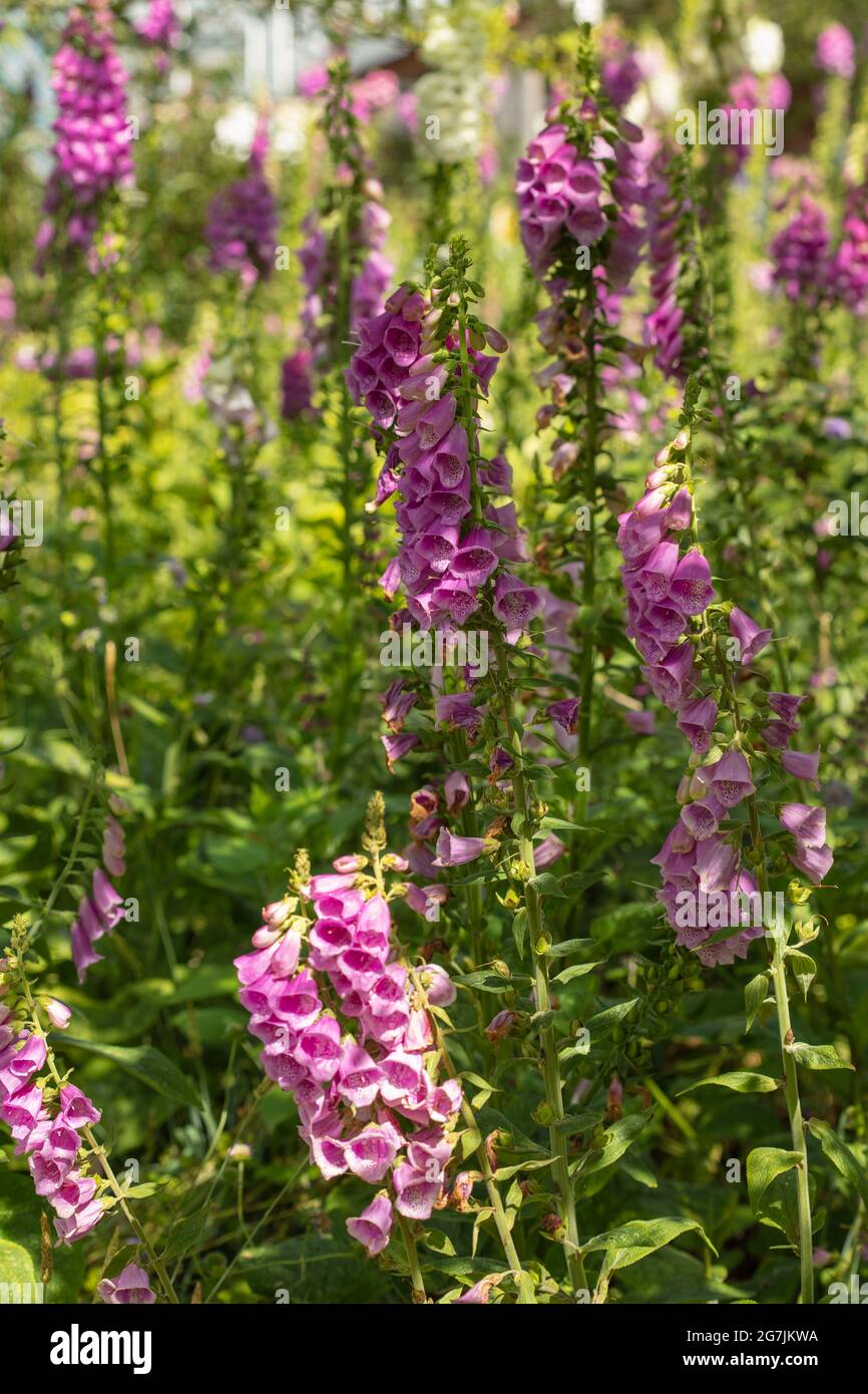 Massed foxgloves, Digitalis purpurea in a wider landscape setting in ...